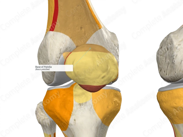 Base of Patella | Complete Anatomy