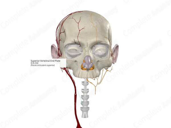 Superior Vertebral End Plate (C5-C6) | Complete Anatomy