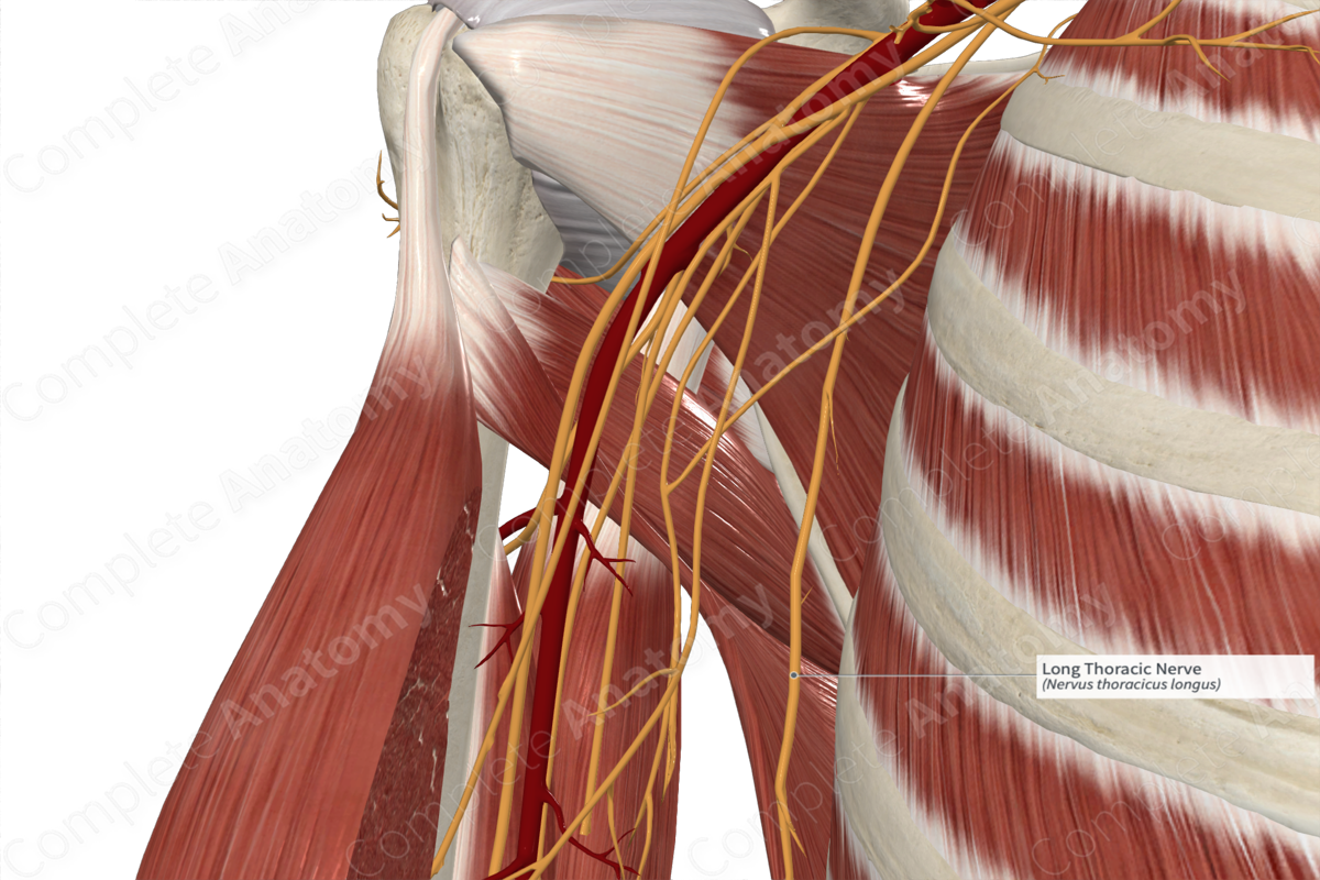 Long Thoracic Nerve | Complete Anatomy