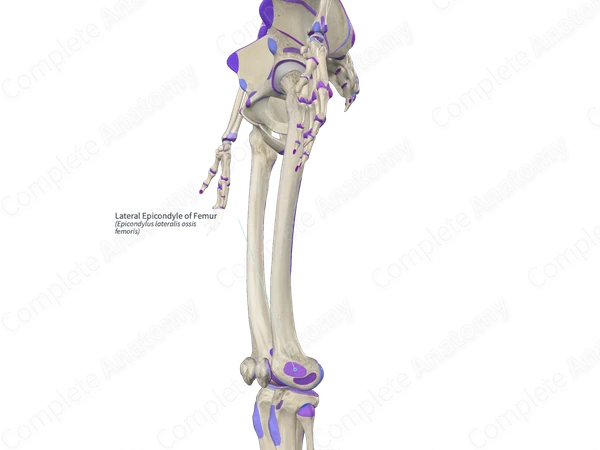 Lateral Epicondyle of Femur | Complete Anatomy