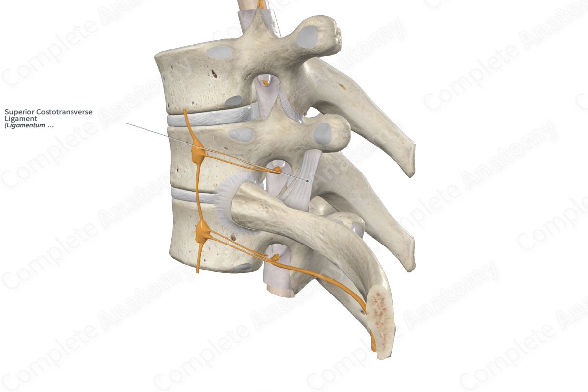 Superior Costotransverse Ligament | Complete Anatomy
