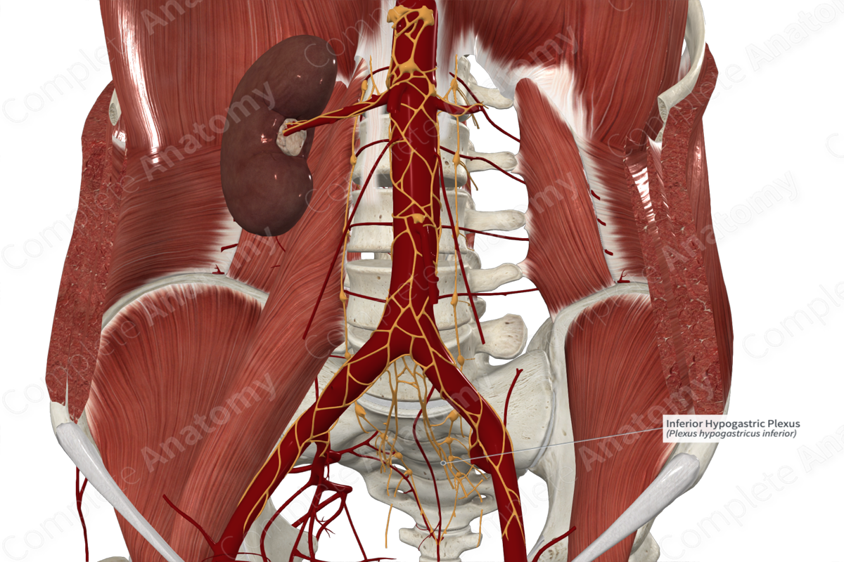 Inferior Hypogastric Plexus Complete Anatomy