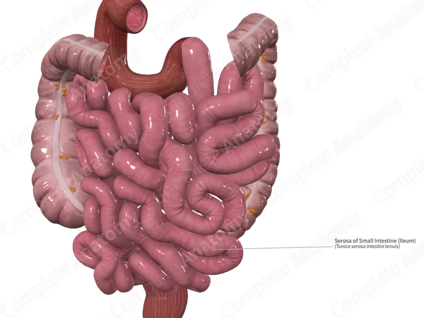 Serosa of Small Intestine (Ileum) | Complete Anatomy