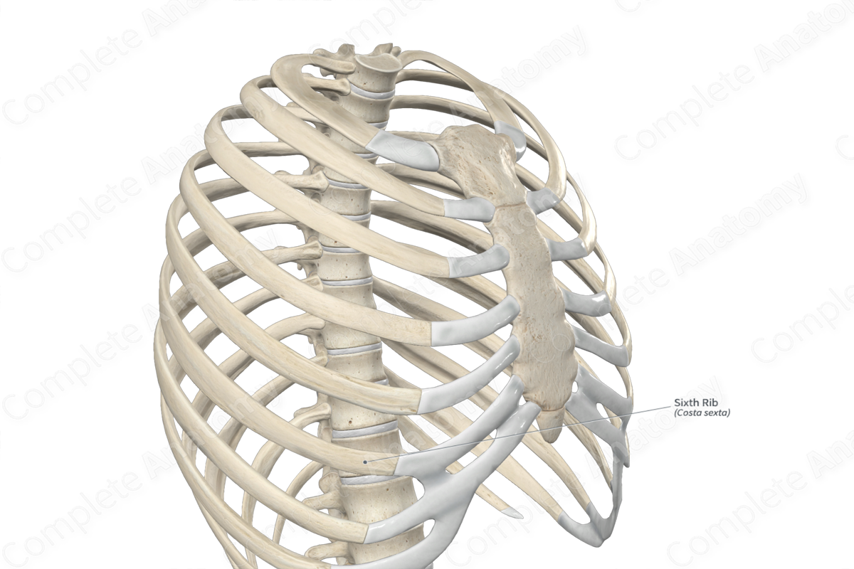 Sixth Rib | Complete Anatomy