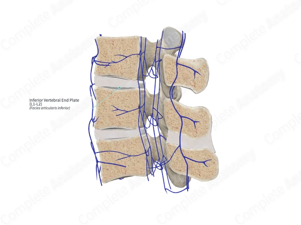 Inferior Vertebral End Plate (L1-L2) | Complete Anatomy
