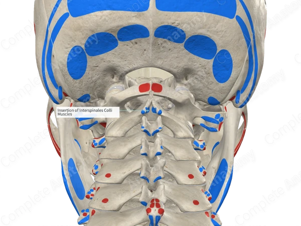 Insertion of Interspinales Colli Muscles | Complete Anatomy