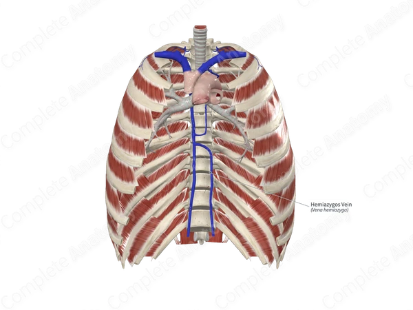 Hemiazygos Vein | Complete Anatomy