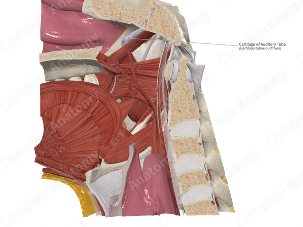 Cartilage of Auditory Tube | Complete Anatomy