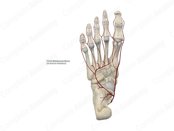 Third Metatarsal Bone | Complete Anatomy
