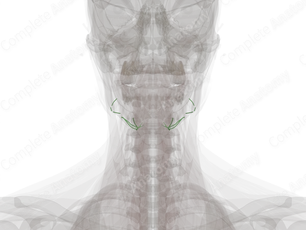 Submandibular Lymph Vessels | Complete Anatomy