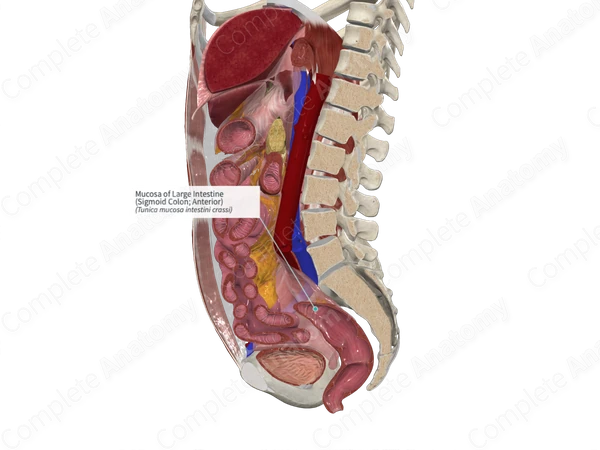Mucosa of Large Intestine (Sigmoid Colon; Anterior) | Complete Anatomy