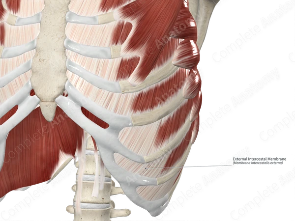 External Intercostals