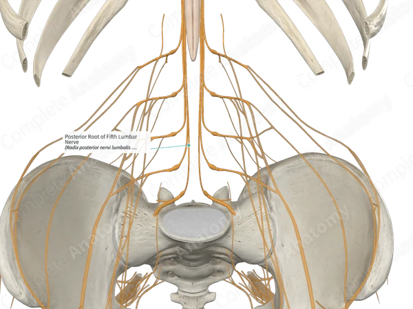 Posterior Root of Fifth Lumbar Nerve | Complete Anatomy