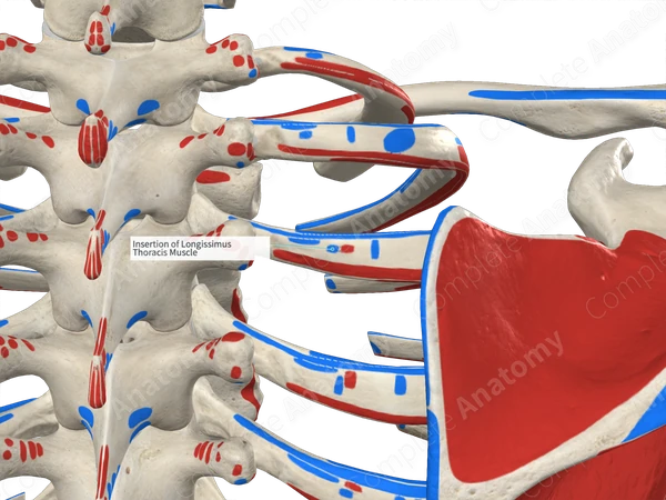 Insertion of Longissimus Thoracis Muscle | Complete Anatomy