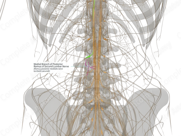 Medial Branch of Posterior Ramus of Second Lumbar Nerve (Right ...
