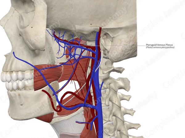 Pterygoid Venous Plexus | Complete Anatomy