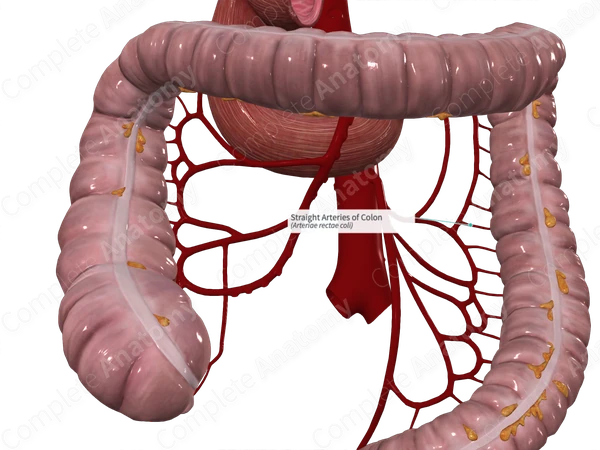 Straight Arteries of Colon | Complete Anatomy