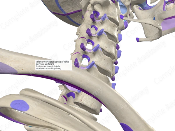Inferior Vertebral Notch of Fifth Cervical Vertebra (Right) | Complete ...