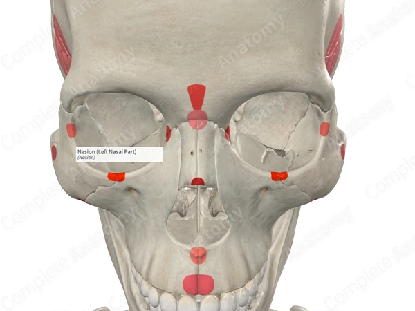 Nasion (Left Nasal Part) | Complete Anatomy