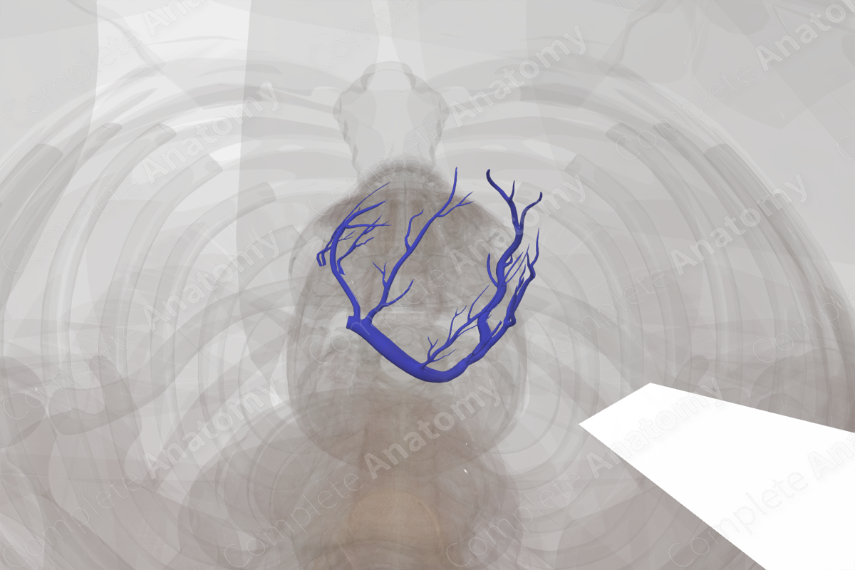 Cardiac Veins Complete Anatomy
