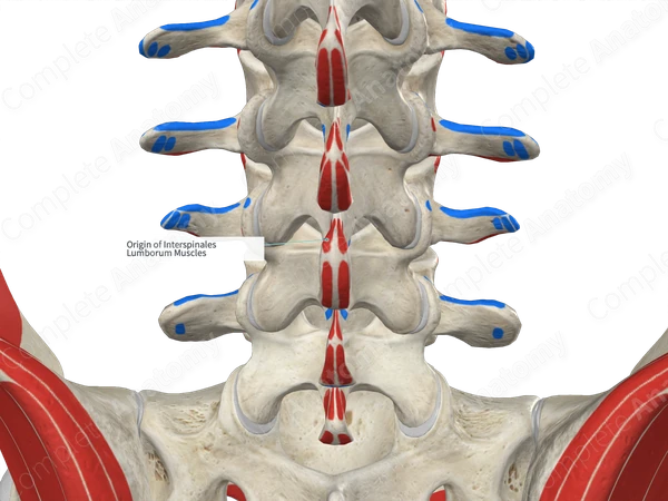 Origin of Interspinales Lumborum Muscles | Complete Anatomy