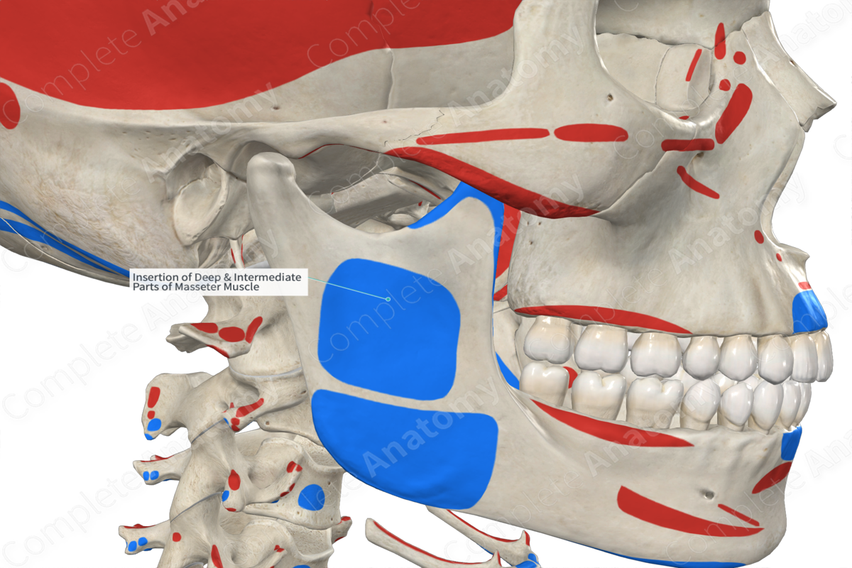 Insertion Of Deep And Intermediate Parts Of Masseter Muscle Complete Anatomy