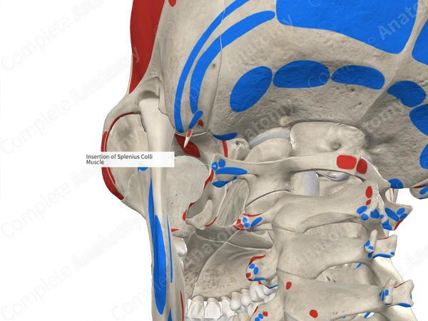 Insertion of Splenius Colli Muscle | Complete Anatomy