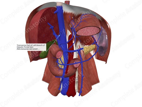 Transverse Part of Left Branch of Hepatic Portal Vein | Complete Anatomy