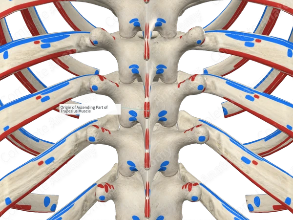 Origin of Ascending Part of Trapezius Muscle | Complete Anatomy