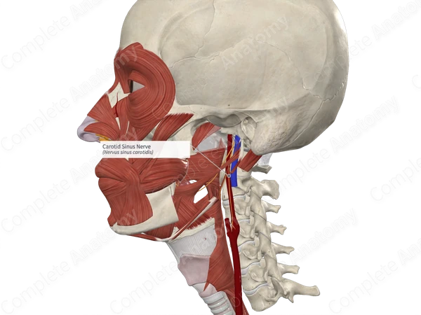 Carotid Sinus Nerve | Complete Anatomy
