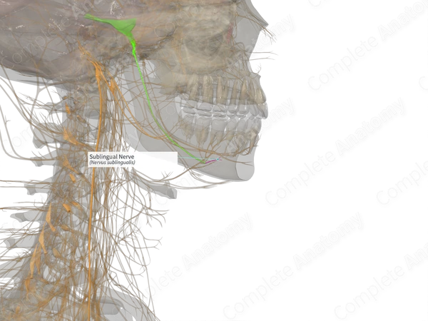 Sublingual Nerve (Right) | Complete Anatomy