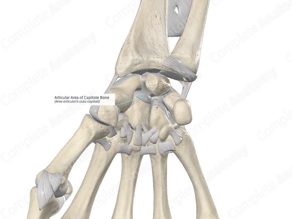 Articular Area of Capitate Bone | Complete Anatomy