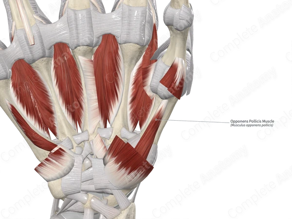 Opponens Pollicis Muscle | Complete Anatomy