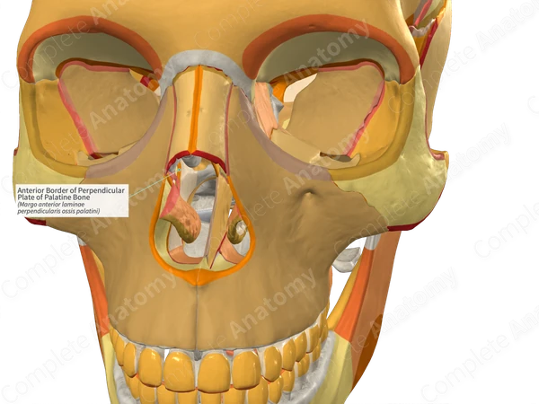Anterior Border of Perpendicular Plate of Palatine Bone | Complete Anatomy
