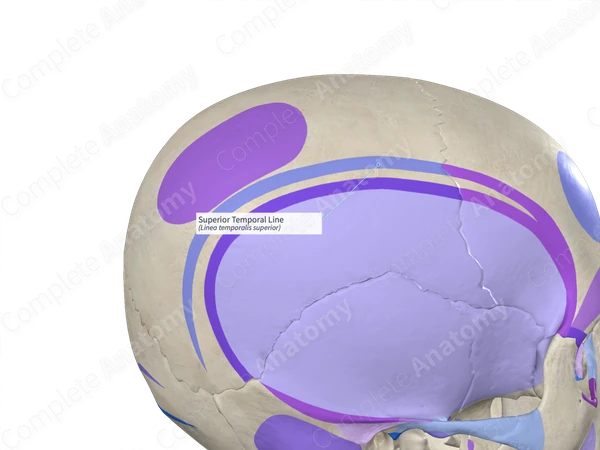 Superior Temporal Line | Complete Anatomy