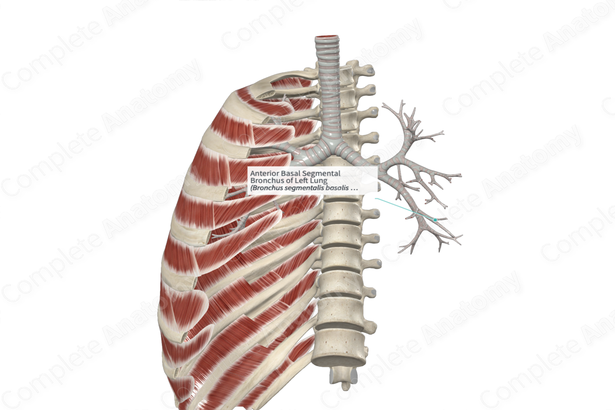 Anterior Basal Segmental Bronchus Of Left Lung Complete Anatomy