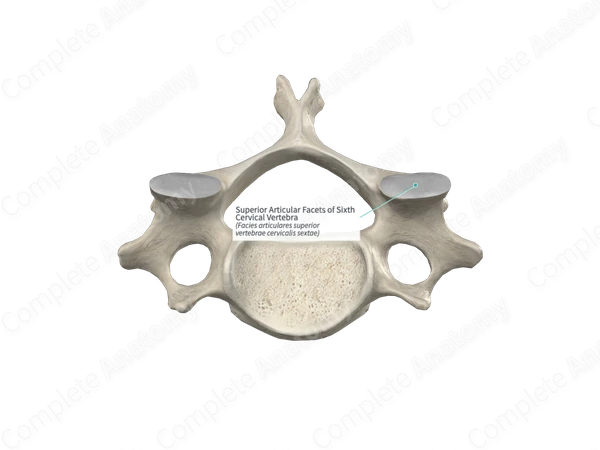 Superior Articular Facets of Sixth Cervical Vertebra | Complete Anatomy