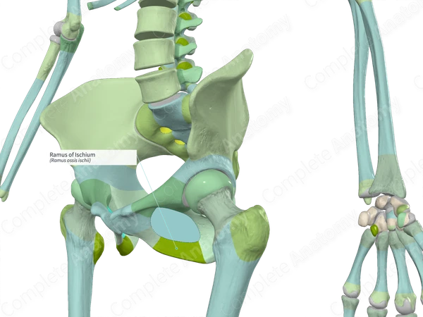 Ramus of Ischium | Complete Anatomy