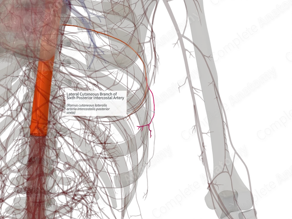 Lateral Cutaneous Branch of Sixth Posterior Intercostal Artery (Left ...