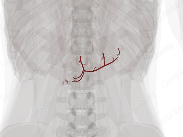 Arteries of Pancreas | Complete Anatomy