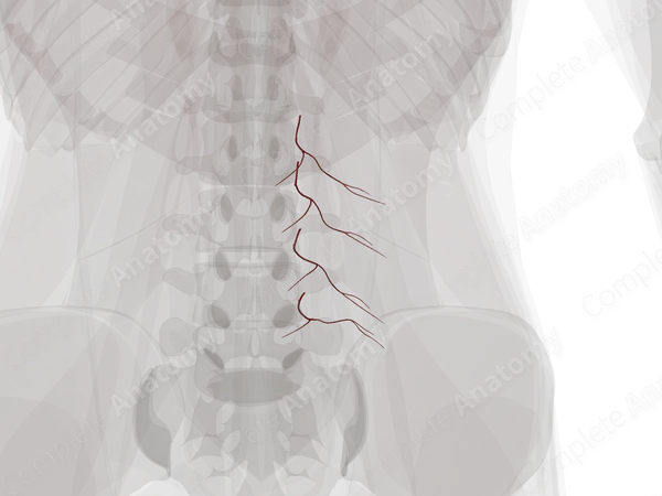 Dorsal Branches of Lumbar Arteries (Left) | Complete Anatomy