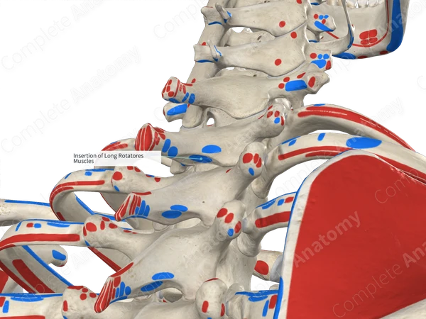 Insertion of Long Rotatores Muscles | Complete Anatomy
