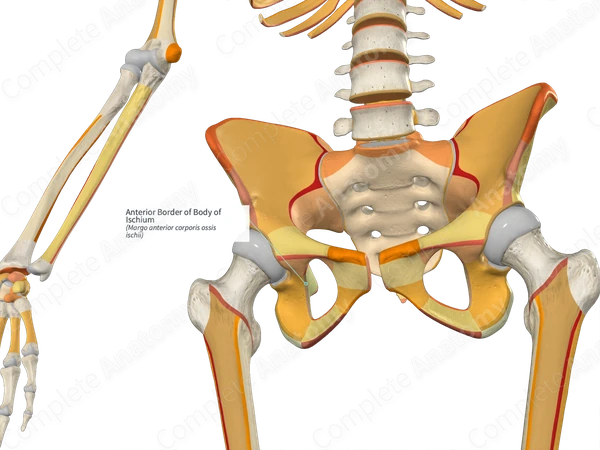 Anterior Border of Body of Ischium | Complete Anatomy