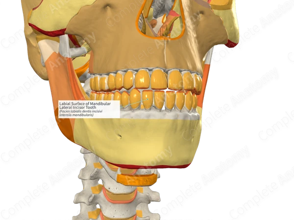 Labial Surface of Mandibular Lateral Incisor Tooth | Complete Anatomy
