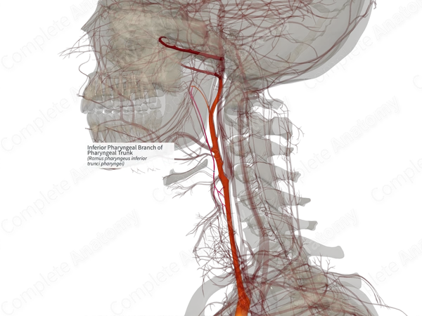 Inferior Pharyngeal Branch of Pharyngeal Trunk (Right) | Complete Anatomy