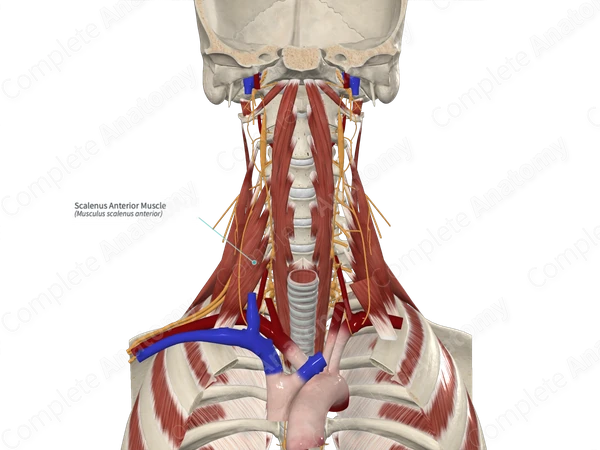 Scalenus Anterior Muscle | Complete Anatomy