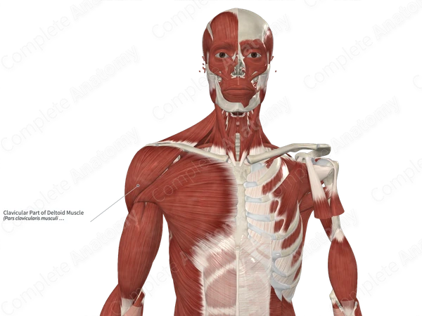 Clavicular Part of Deltoid Muscle | Complete Anatomy