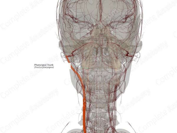 Pharyngeal Trunk (Right) | Complete Anatomy