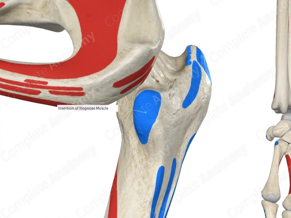 Insertion of Iliopsoas Muscle | Complete Anatomy