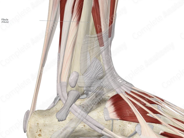 Anatomia Da Fibula Fíbula O Peroné #anatomy #sabiasque